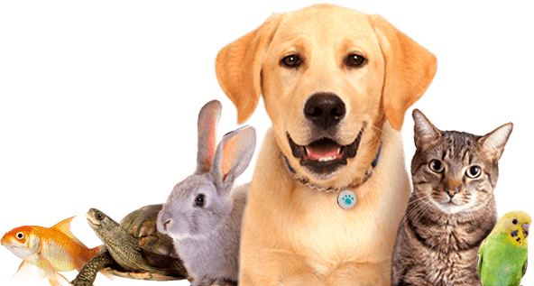Make a Loved One & Pet Connection by The Spirits Connect in San Diego ...